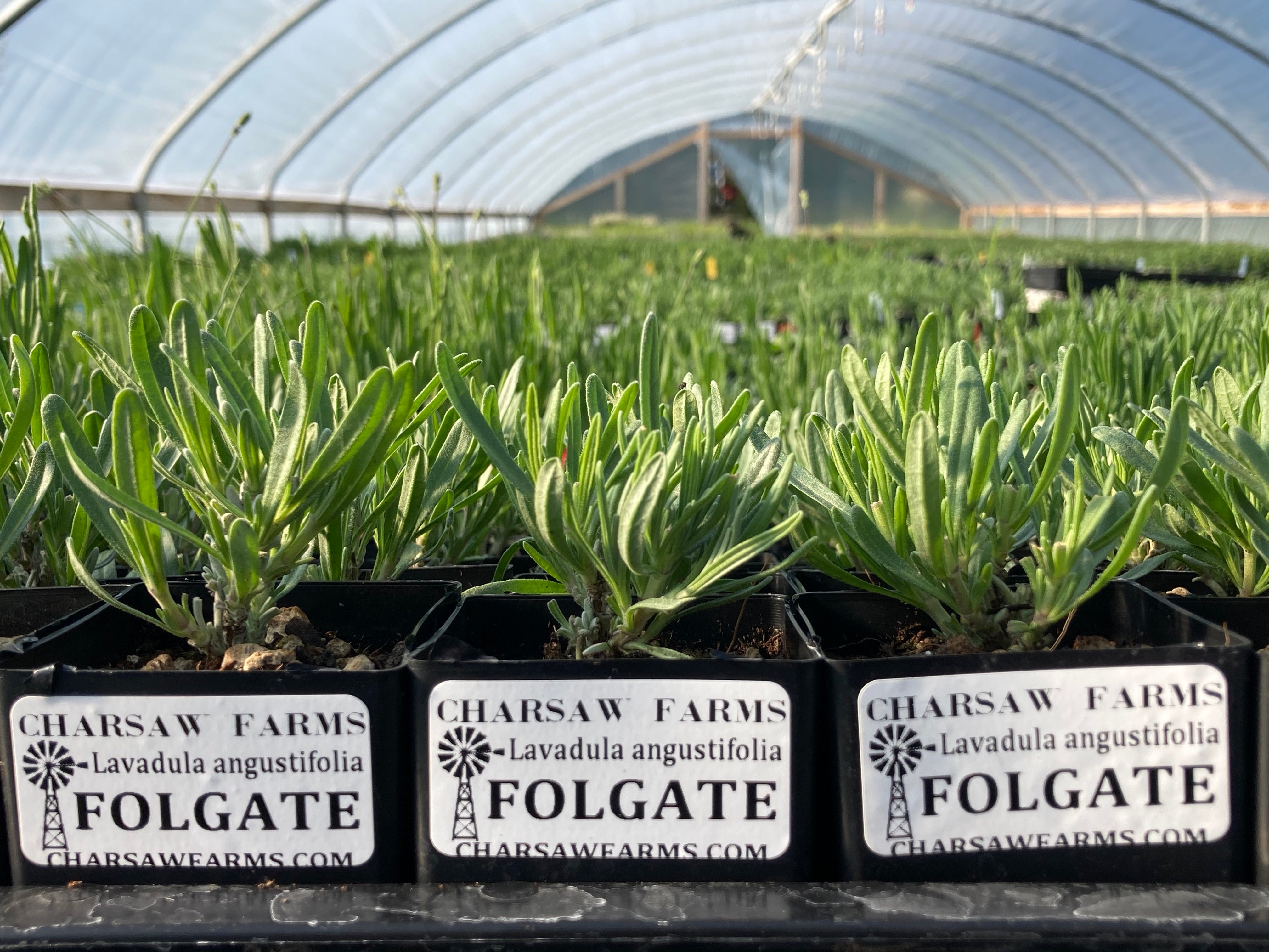 Lavender Plants for Sale | 120+ Varieties Grown in Oregon – Charsaw Farms