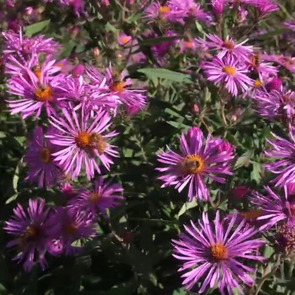 Aster novae-angliae 'September Ruby' | Charsaw Farms
