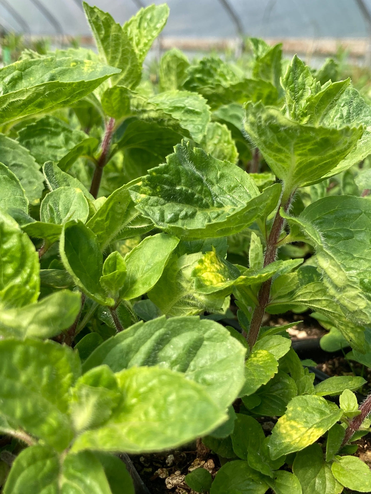 Mentha x gracilis | 'Ginger' Mint | culinary herb | Charsaw Farms