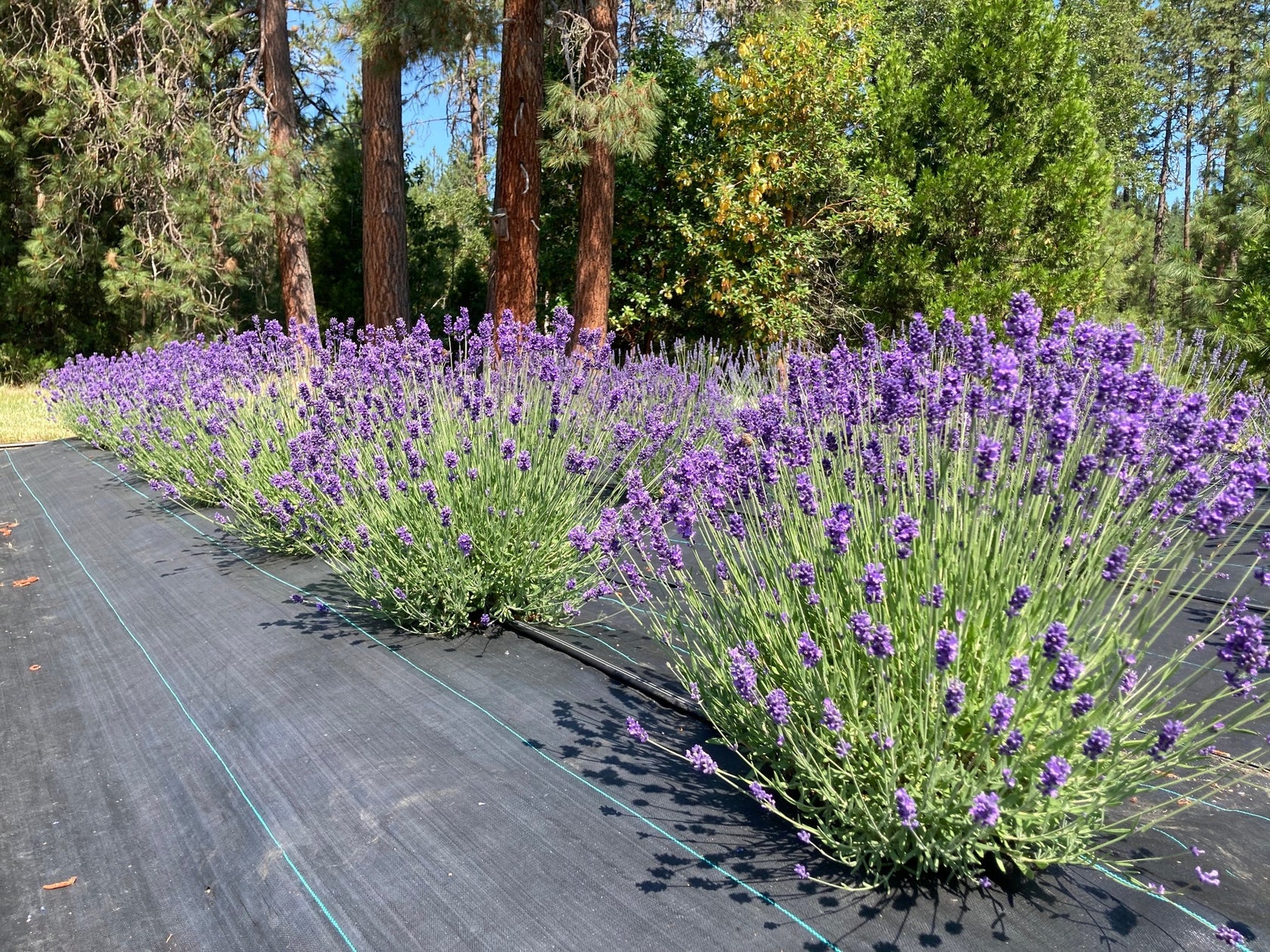 Imperial Gem English Lavender | Strong Fragrance & Deep Violet Blooms ...