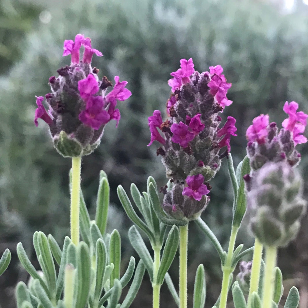 Lavender Plants | Potted Plant Starts | Charsaw Farms & Nursery