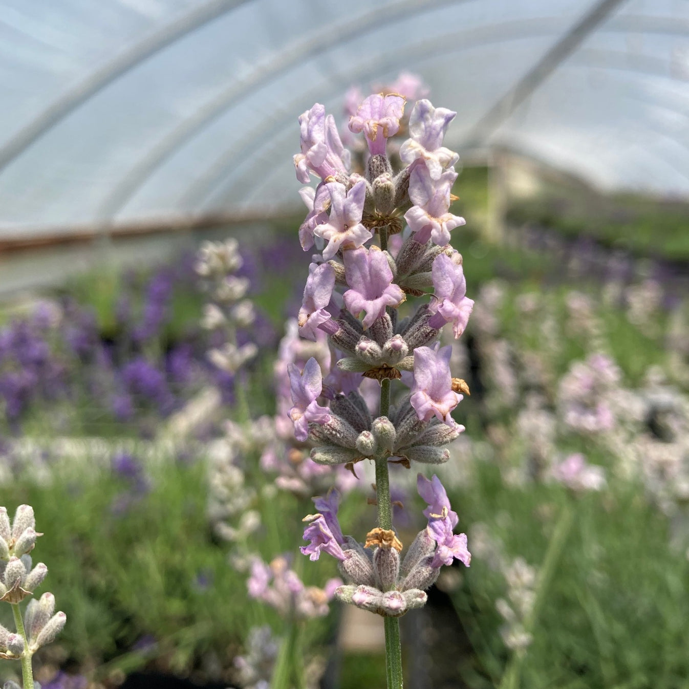 Lavender 'Miss Katherine' (Lavandula angustifolia) | Charsaw Farms