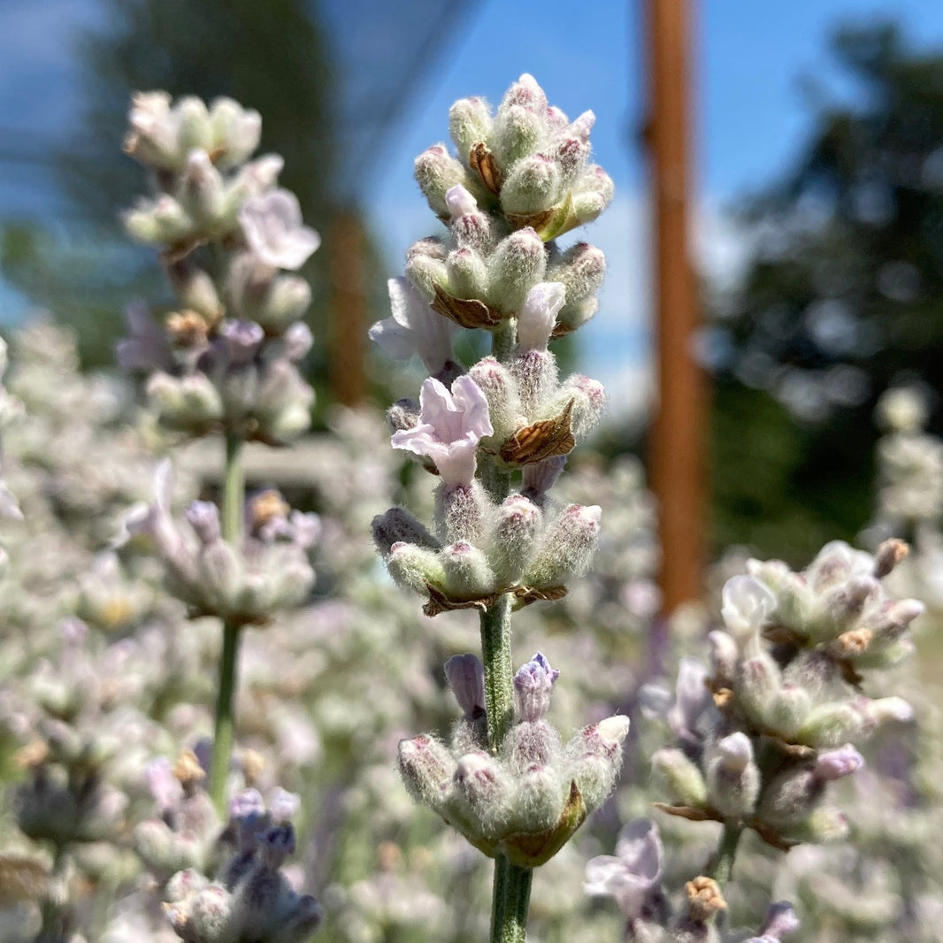 Lavender Plants for sale | Potted Plant Starts | Charsaw Farms & Nursery