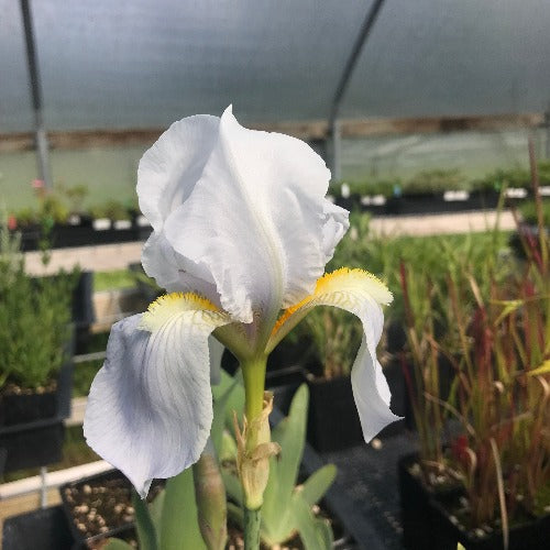 Orris Root Iris – Iris germanica var. florentina – Charsaw Farms