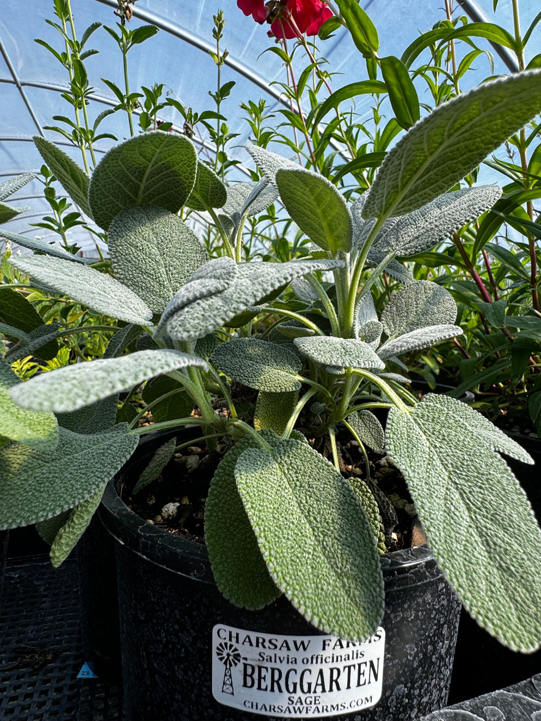 Berggarten Sage | Salvia officinalis ‘Berggarten’ – Charsaw Farms