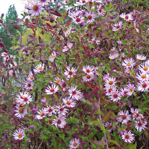 Climbing Aster | Native Fall-Blooming Perennial Vine – Charsaw Farms