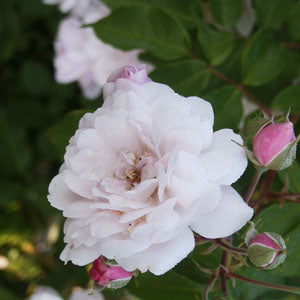 Rosa ‘Blush Noisette’ (rose 'Blush Noisette') | Charsaw Farms